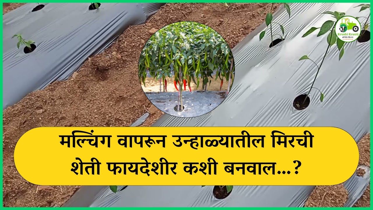मल्चिंग वापरून उन्हाळ्यातील मिरची शेती फायदेशीर कशी बनवाल…? - Krushi Kranti