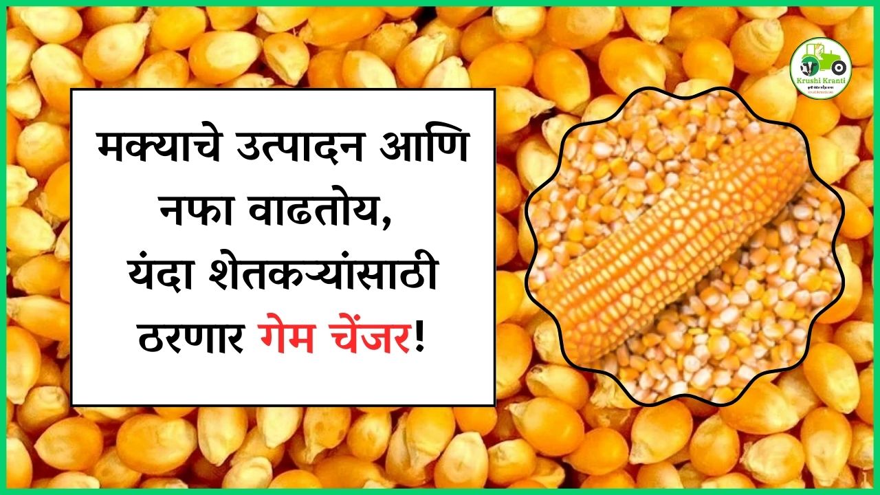 मक्याचे उत्पादन आणि नफा वाढतोय, यंदा शेतकऱ्यांसाठी ठरणार गेम चेंजर…! - Krushi Kranti
