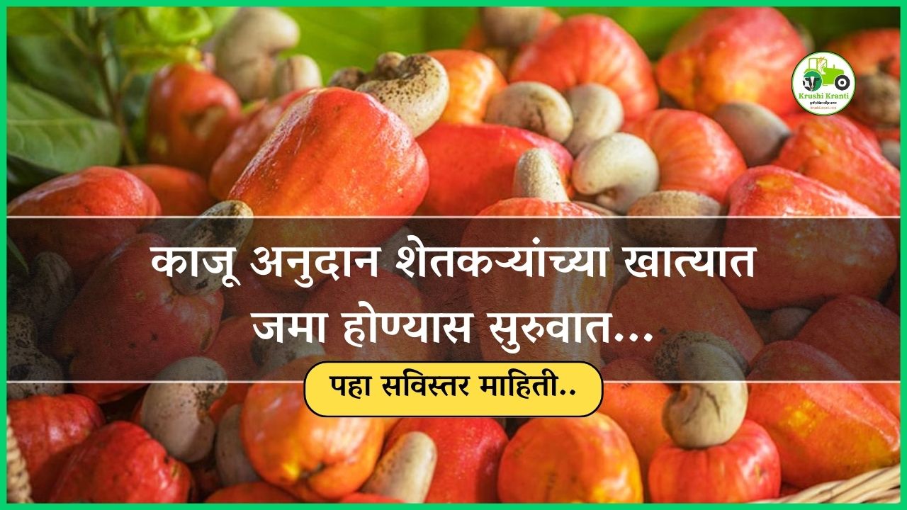 काजू अनुदान शेतकऱ्यांच्या खात्यात जमा होण्यास सुरुवात... - Krushi Kranti