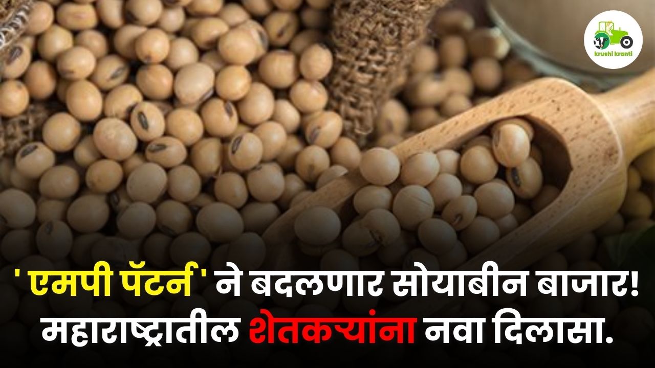 महाराष्ट्रात हमीभावाने सोयाबीन खरेदीसाठी ‘एमपी पॅटर्न’; शेतकऱ्यांसाठी नवीन आशा - Krushi Kranti