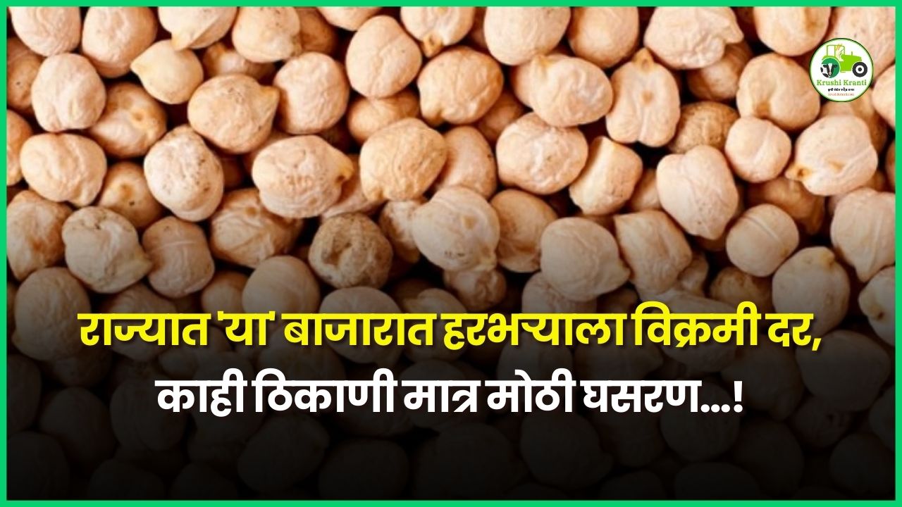 राज्यात 'या' बाजारात हरभऱ्याला विक्रमी दर, काही ठिकाणी मात्र मोठी घसरण…! - Krushi Kranti