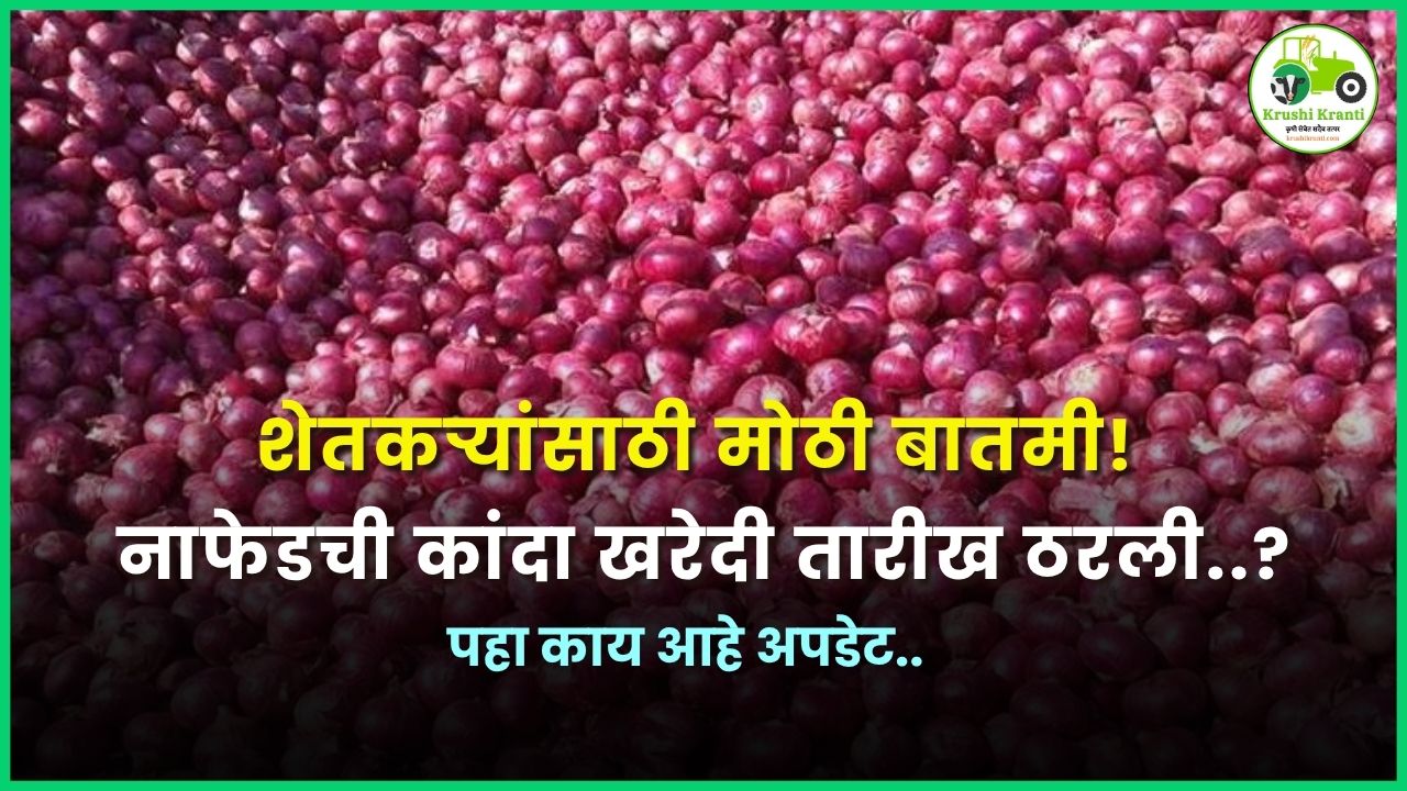 शेतकऱ्यांसाठी मोठी बातमी! नाफेडची कांदा खरेदी तारीख ठरली..? - Krushi Kranti